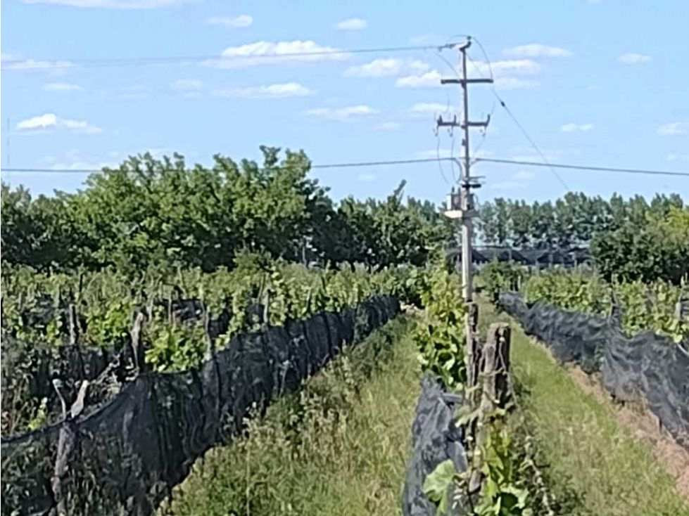 venta Quinta/Finca en San Rafael, Mendoza (6847622)- icasas.com.ar